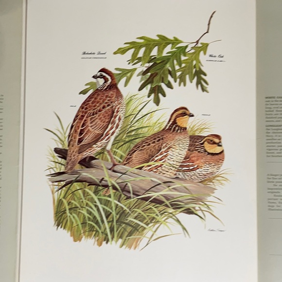 Riegel Paper | Art | Riegel Paper Corp Arthur Singer Birds Of The ...